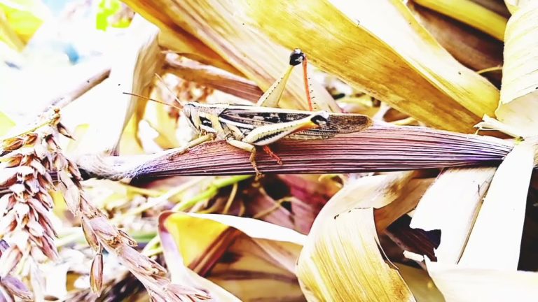 Descubre la Fascinante Flora y Fauna de la Sierra Peruana - Artículos ...